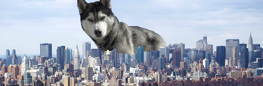 Macro Wolf by BradSnoopy97