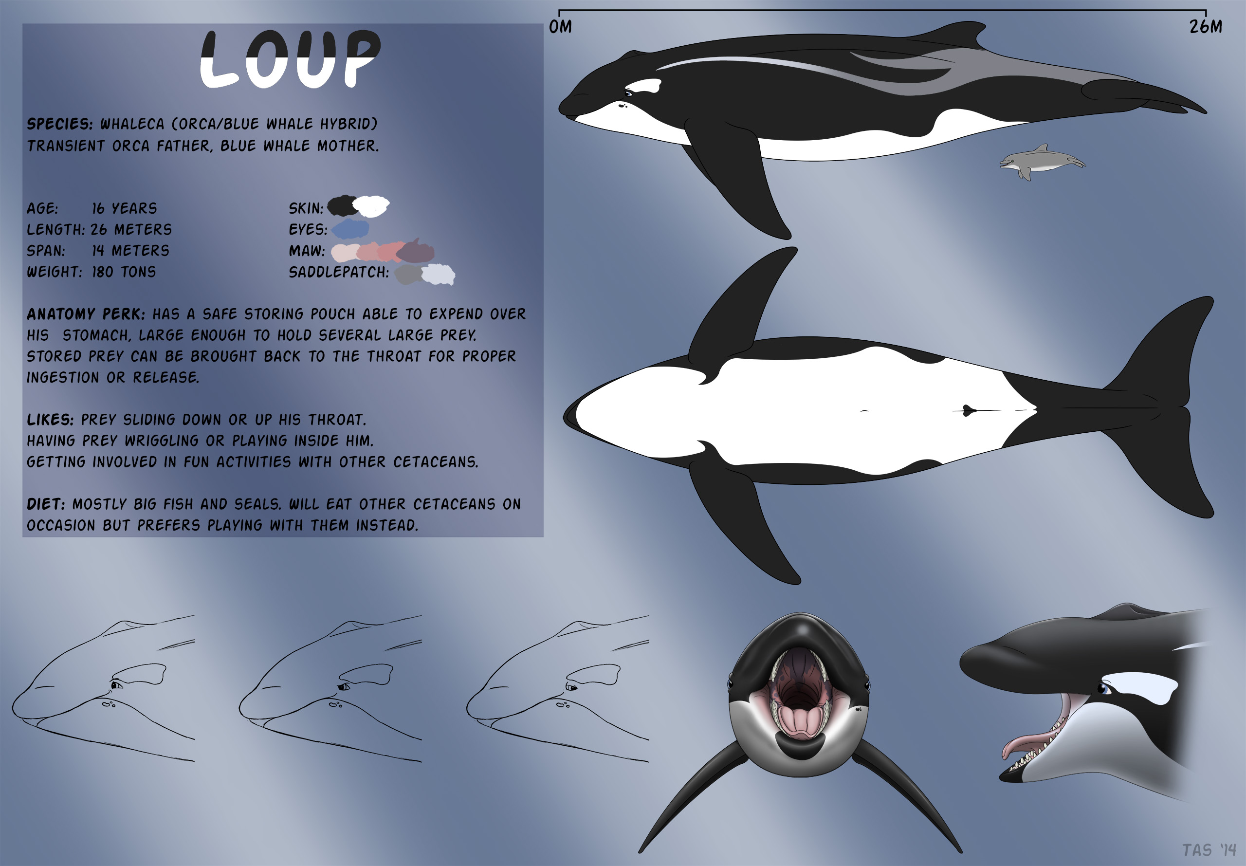 Whaleca reference: Loup by Tasuric